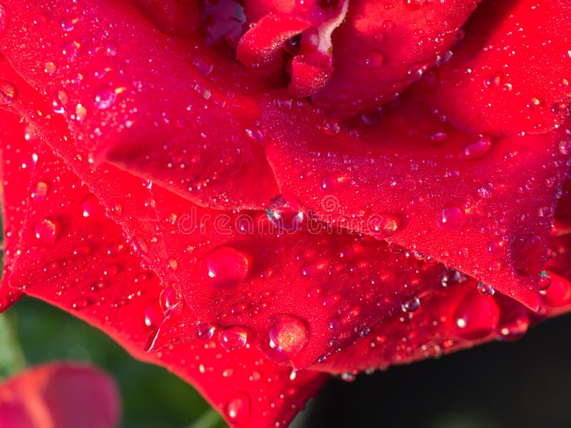 Acquerugiola Sulla Rosa Rossa Immagine Stock - Immagine di luminoso ...