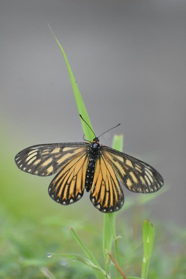 Acraea Issoria - Yellow Coster Stock Photo - Image of sister, yellow ...