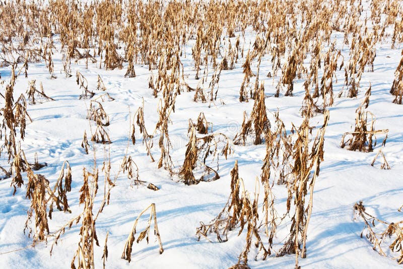 Acre Covered with Snow and Corn Stock Photo - Image of housing ...