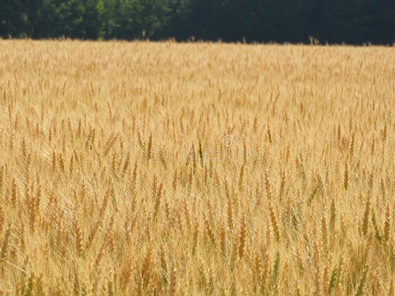 Acres of Golden Grain Crop in NYS FingerLakes Region Stock Image ...