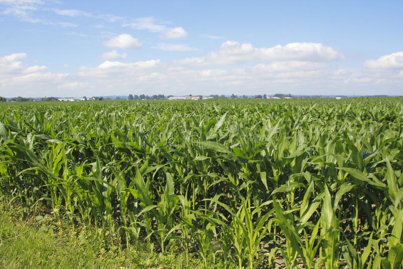 Acres of Summer Maize stock image. Image of stalk, acreage - 74471611