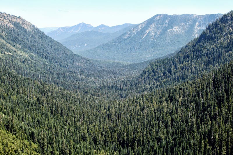 A Deep Forested Valley in Rainier National Park. Stock Image - Image of ...