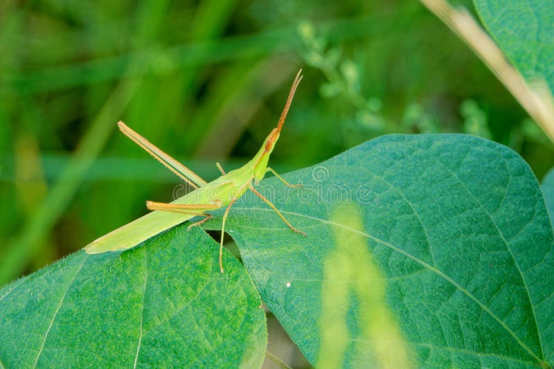 Acrida cinerea stock image. Image of locust, insects - 280499469