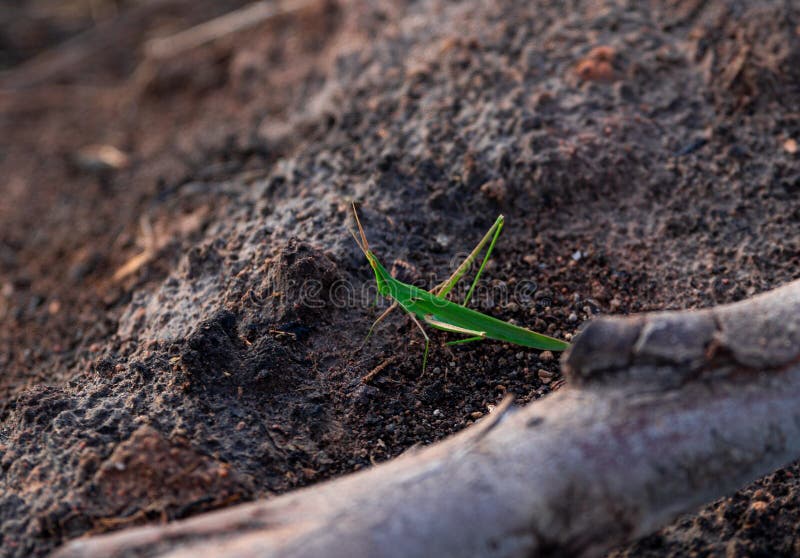 Acrida Sp Stock Photos - Free & Royalty-Free Stock Photos from Dreamstime