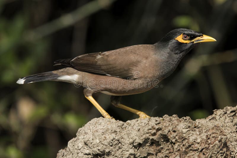 Acridotheres tristis stock photo. Image of acridotheres - 84356274