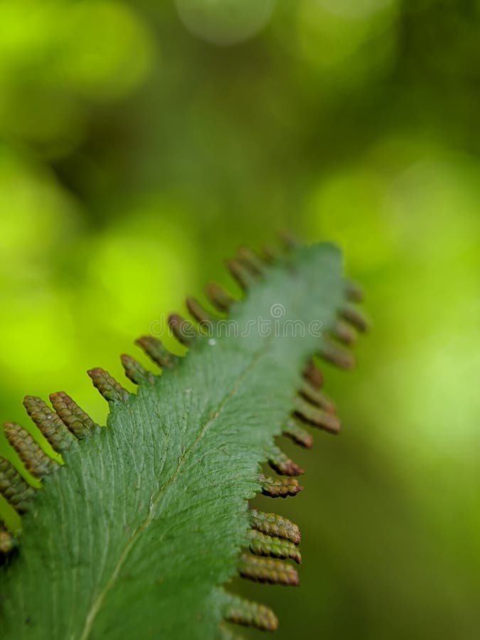 Macro Photography, Beautiful Natural Leaves Stock Image - Image of ...