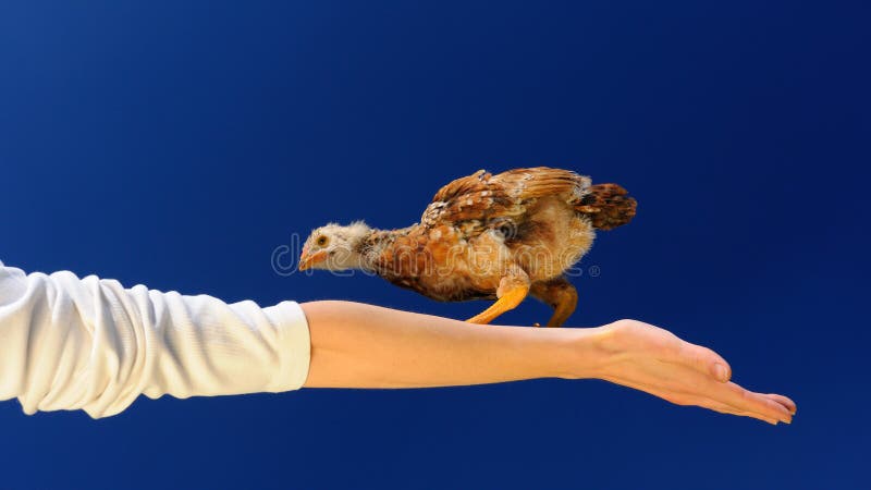 Acrobat Chicken Walking on Spread Arm (16:9 Aspect Ratio) Stock Photo ...