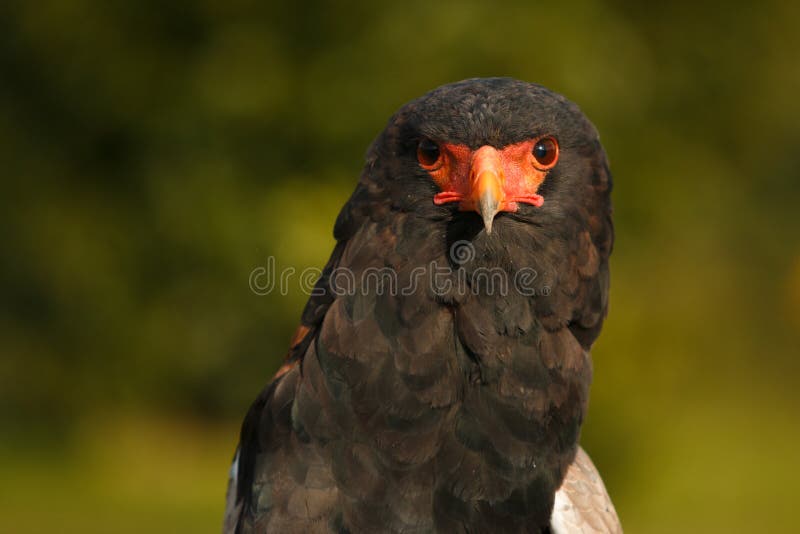 Acrobat eagle stock photo. Image of wild, brown, hunter - 66291854