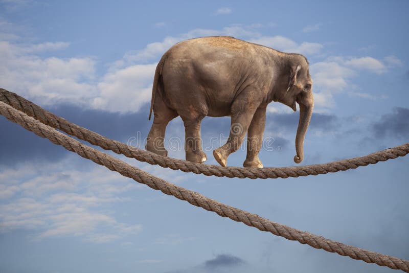 Elephant on a tightrope stock photo. Image of balance - 42134914