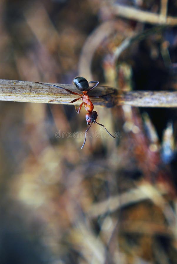 Acrobatic ant stock image. Image of clippers, anthill - 13021639