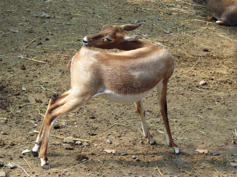 Acrobatic Gazelle stock photo. Image of hunting, animals - 256211852