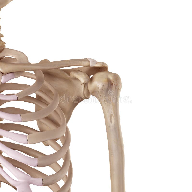 The Acromioclavicular Ligament Stock Illustration - Illustration of ...