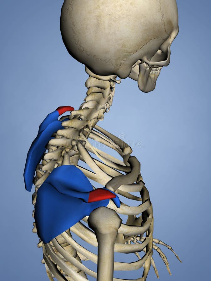 Acromion Da Omoplata M-SKEL-SCAPULA-ACROMION 5, Modelo 3D Ilustração ...