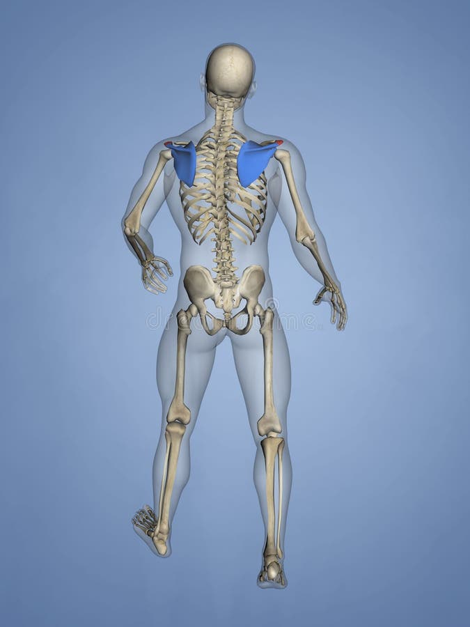 Acromion Da Omoplata M-SKEL-SCAPULA-ACROMION 19, Modelo 3D Ilustração ...