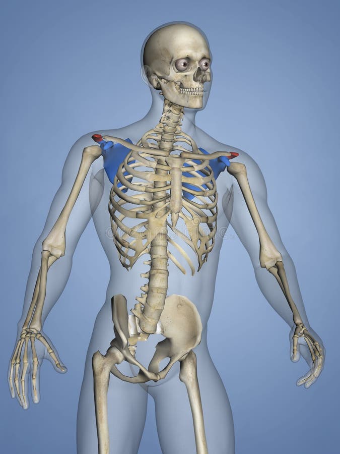 Acromion Da Omoplata M-SKEL-SCAPULA-ACROMION 5, Modelo 3D Ilustração ...