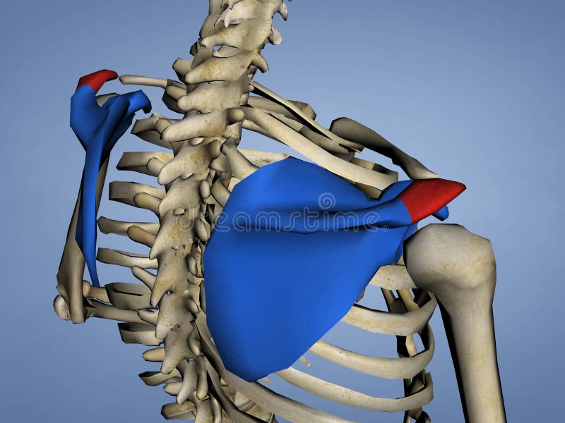Acromion Da Omoplata, Modelo 3D Ilustração Stock - Ilustração de osso ...