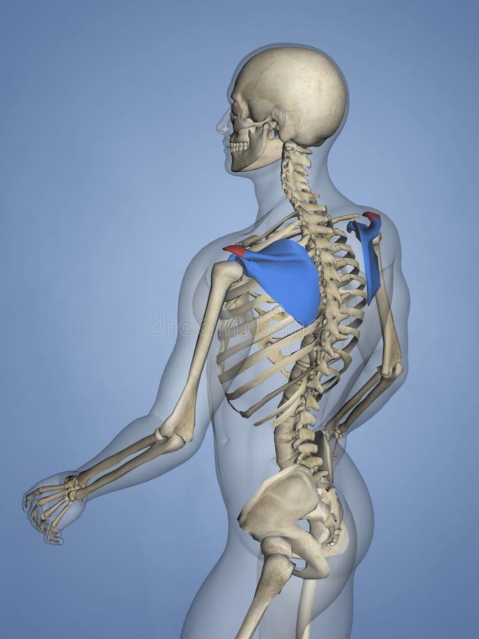 Omoplate M-SKEL-SCAPULA 3, Modèle 3D Illustration Stock - Illustration ...