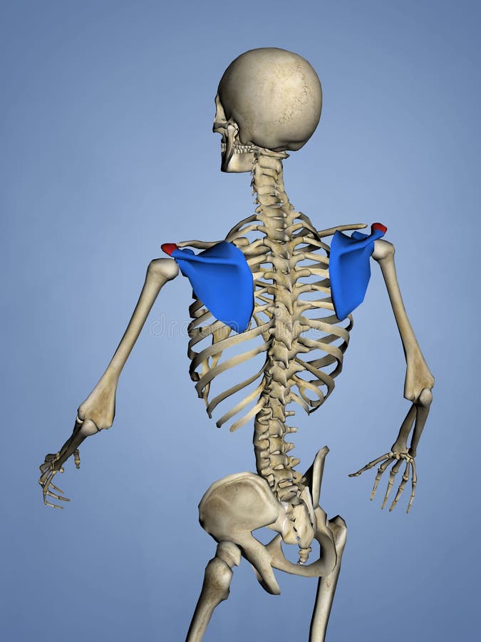 Acromion of Scapula stock illustration. Illustration of anatomical ...