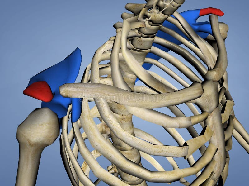 Acromion of Scapula M-SKEL-SCAPULA-ACROMION 5, 3D Model Stock ...