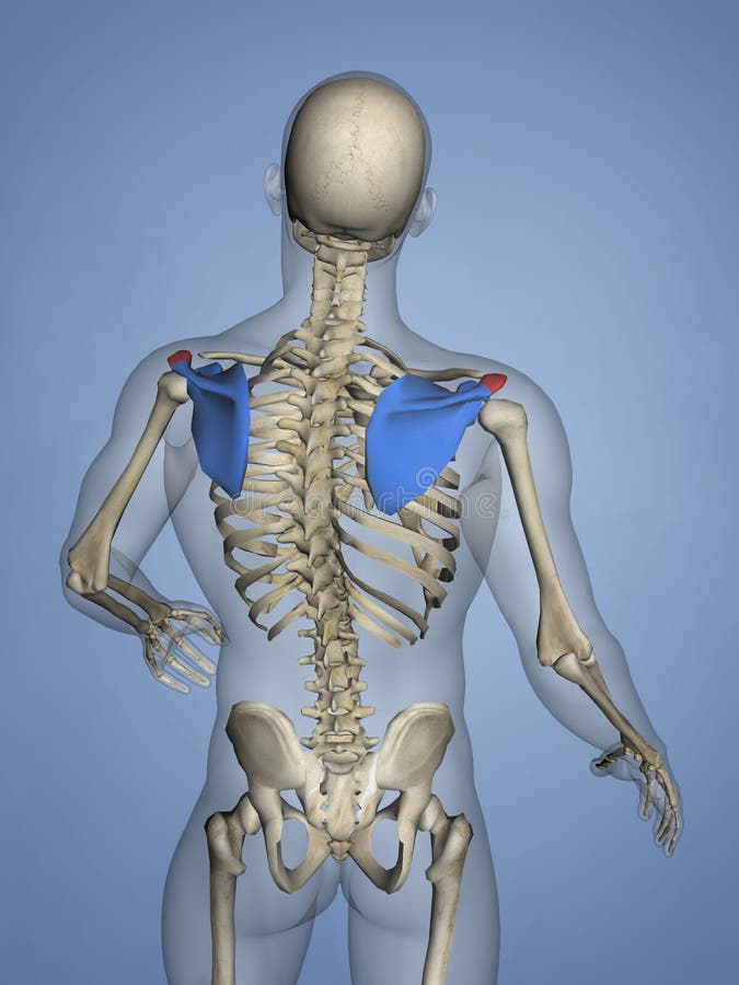 Scapula Acromion Process