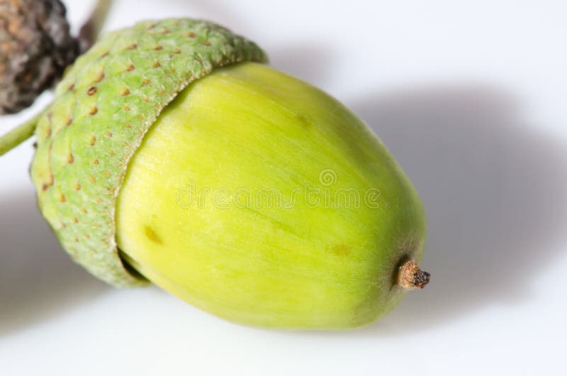 Acron stock afbeelding. Image of nave, vers, voorwerp - 45175081