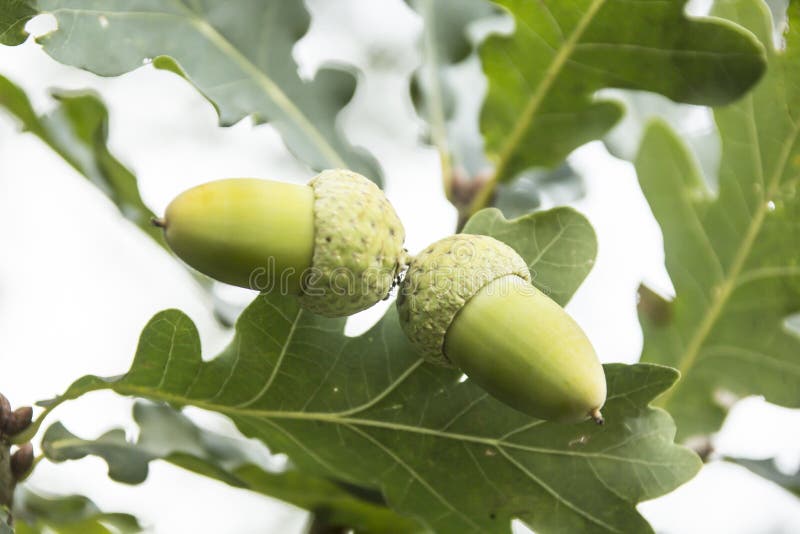 Acron stock photo. Image of acron, green, leafs, leaf - 46160758