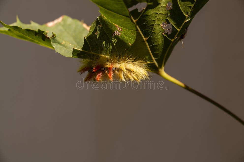 Acronicta Aceris - Caterpillar of Moth Stock Image - Image of detail, colorful: 340618091