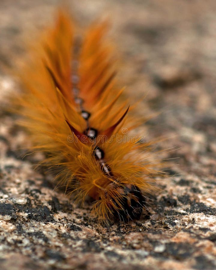 Acronicta Aceris Caterpillar Stock Image - Image of colorful, stone ...