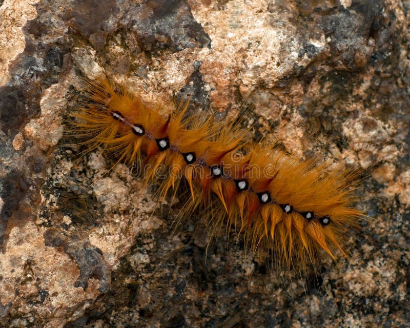Acronicta Aceris Caterpillar Stock Image - Image of larva, rock: 58853279