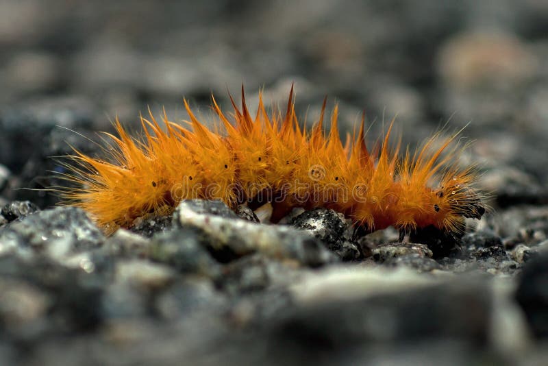 Acronicta Aceris Caterpillar Stock Photo - Image of green, aceris: 58853584