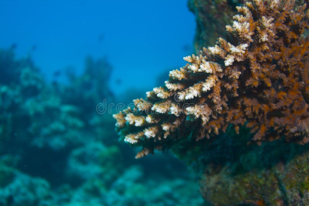 Acropora stock photo. Image of acuminatus, anthias, fishes - 25342724