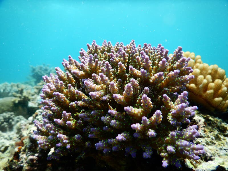 Acropora Clathrata stock photo. Image of animal, clathrate - 69147136
