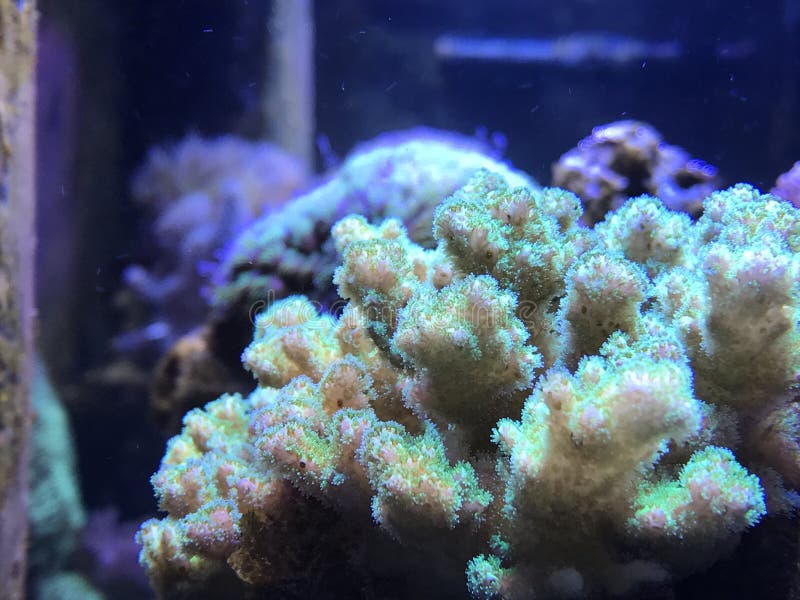 Acropora coral stock image. Image of aquarium, reef, saltwater - 93455149