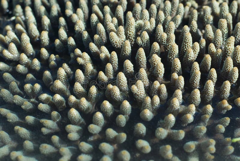 Acropora, a Genus of Coral in the Cnidaria Phylum Stock Image - Image ...