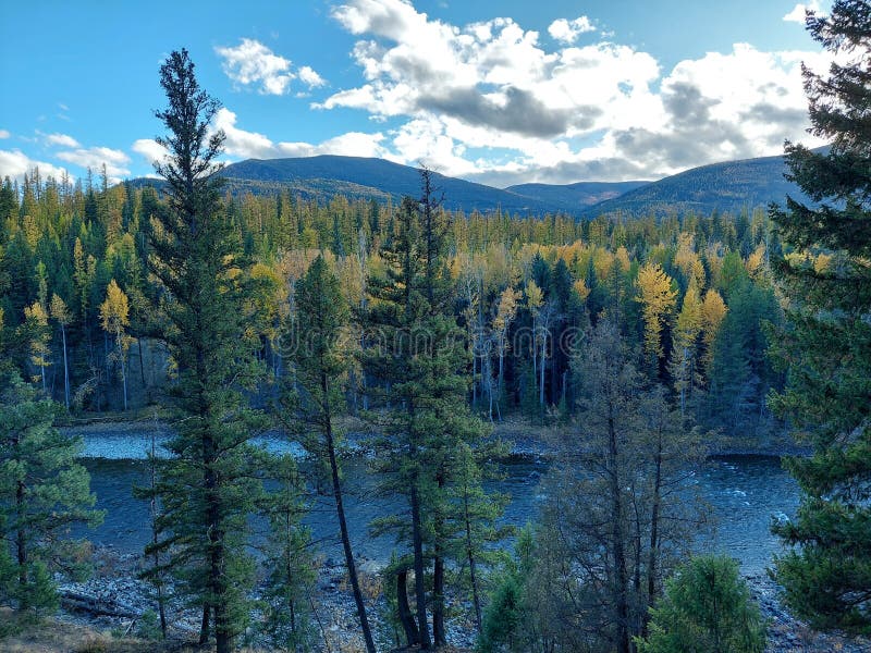 Across River from Fall Larch Trees Stock Photo - Image of larix, tree ...