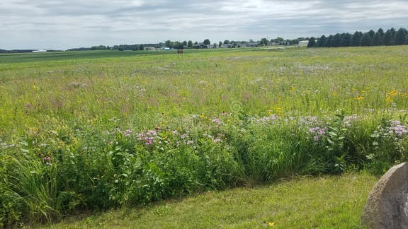 Across the way stock image. Image of wetland, crop, steppe - 232159241