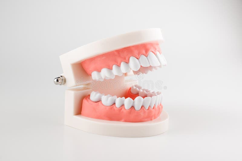 Acrylic Model of Human Jaws Stock Image - Image of equipment, care ...