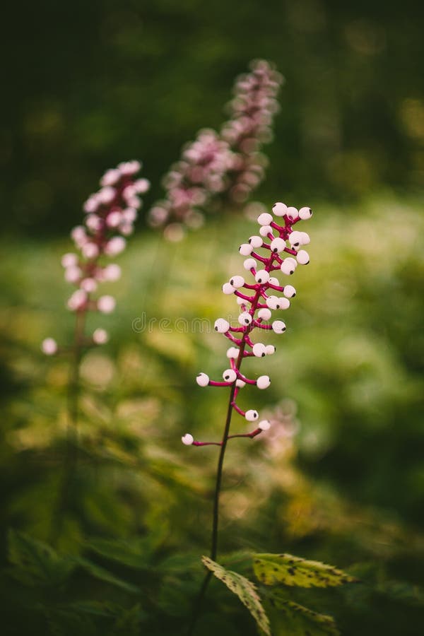 Actaea Alba or White Cohosh Stock Image - Image of alba, commonly: 55144401