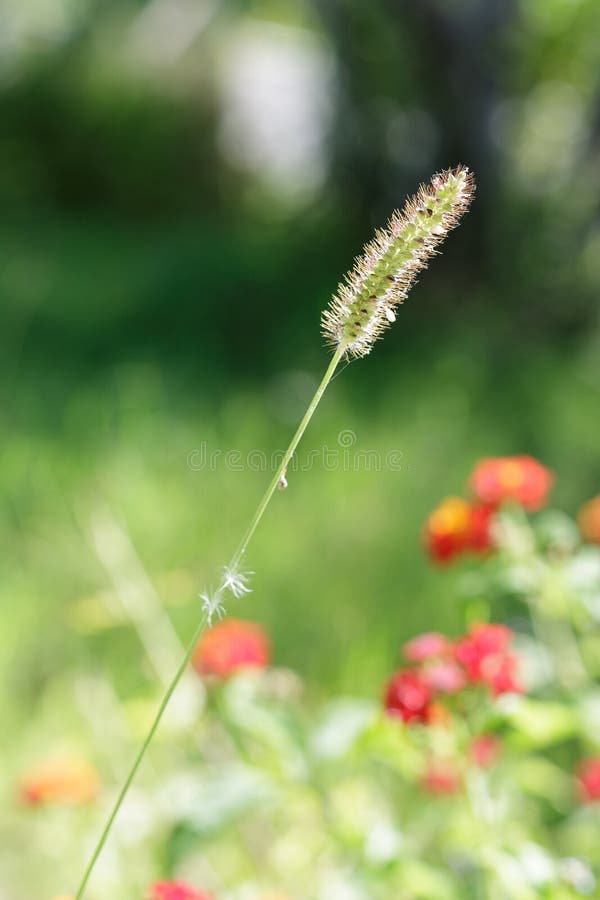 Actaea Racemosa Flower: White Efflorescence in a Garden Stock Photo ...