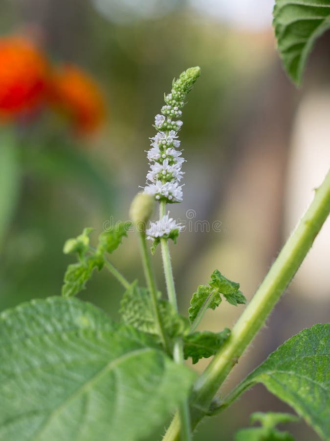 Actaea Racemosa Flower: White Efflorescence in a Garden Stock Image ...