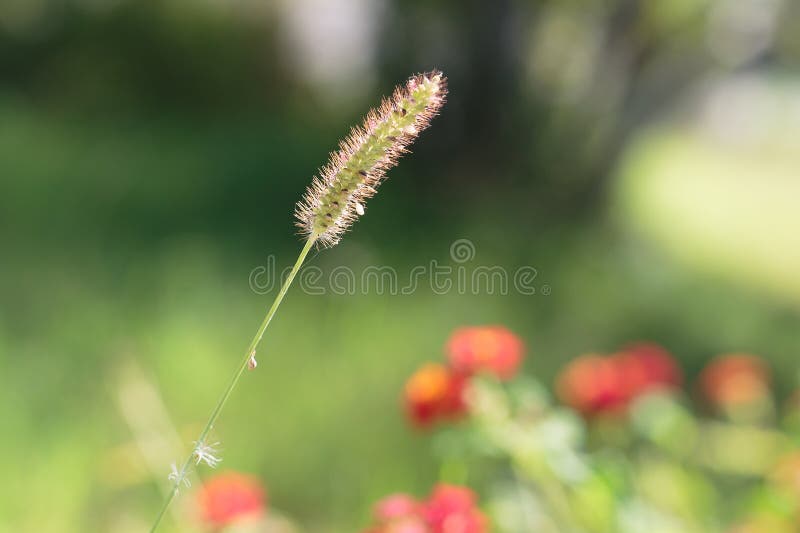 Actaea Racemosa Flowers: White Efflorescence Stock Image - Image of ...