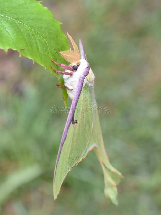 Actias Luna Giant American Moon Moth Underside Stock Image - Image of ...