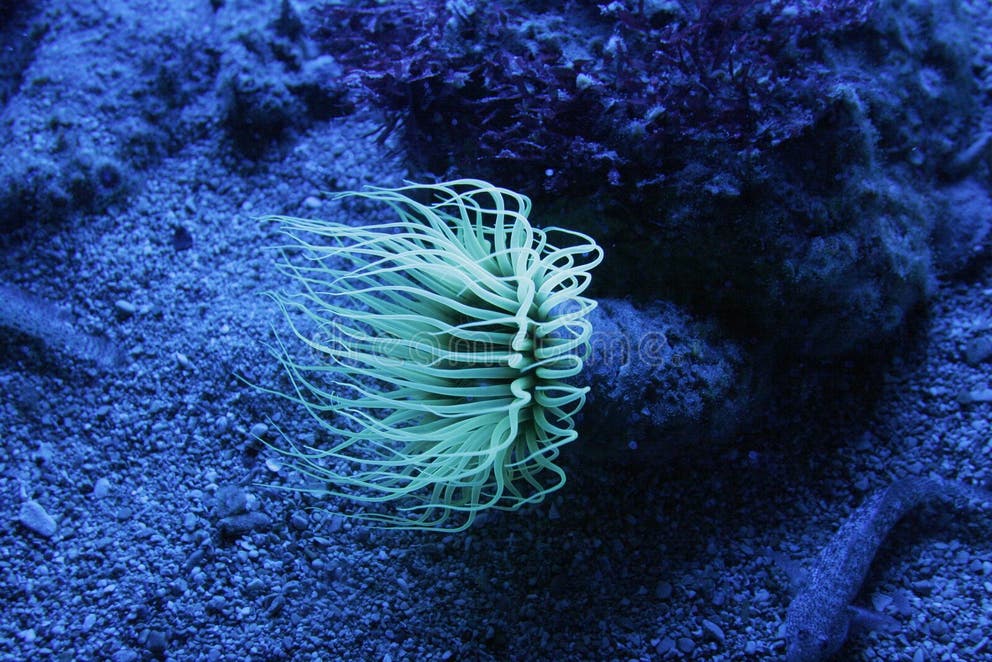 Actinia stock photo. Image of underwater, anemony, water - 1485856