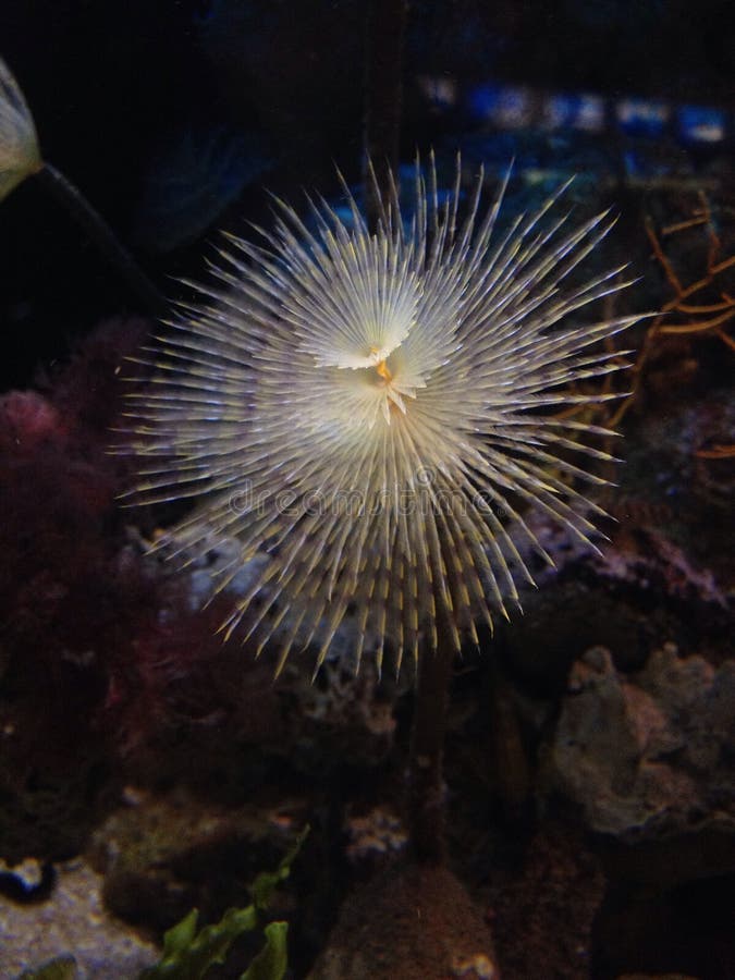 Actinia stock photo. Image of underwater, amazing, actinia - 50872450