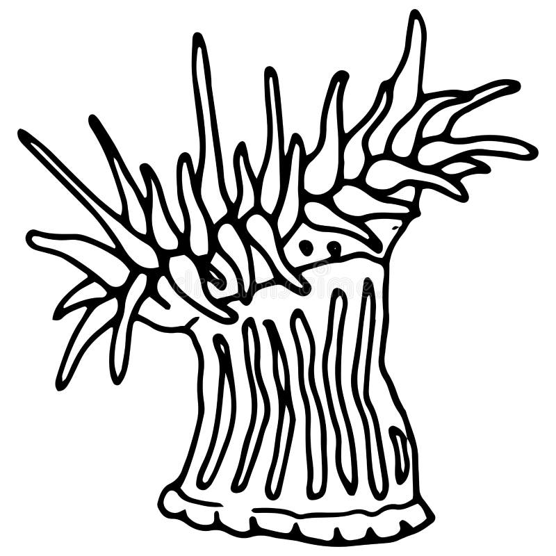 Actinia Stock Illustrations – 428 Actinia Stock Illustrations, Vectors ...