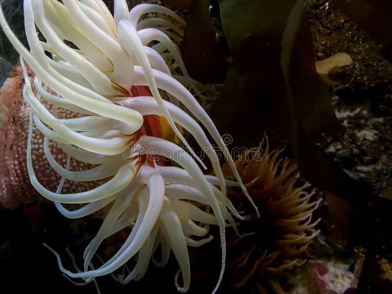 Actinia Equina on an Offshore Reef. Marine Aquarium. Stock Image ...