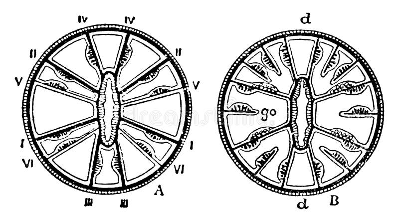 Actinian Stock Illustrations – 1 Actinian Stock Illustrations, Vectors ...