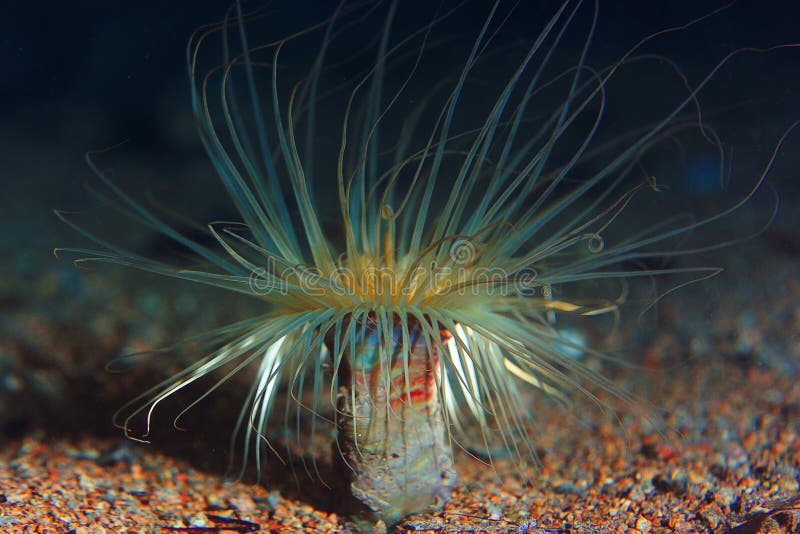 Actinium Animal Underwater Photo Stock Image - Image of feeler, actinia ...