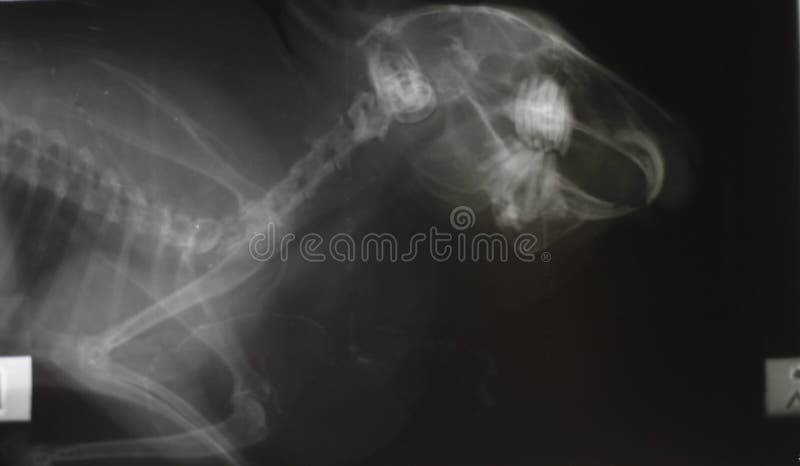Rabbit Skeleton Stock Photos - Free & Royalty-Free Stock Photos from ...