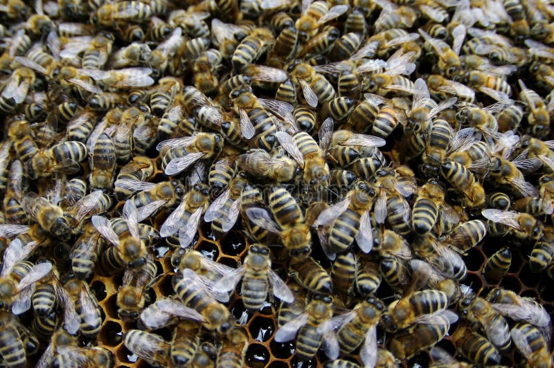 Bees stock image. Image of yellow, bees, worker, company - 1149895